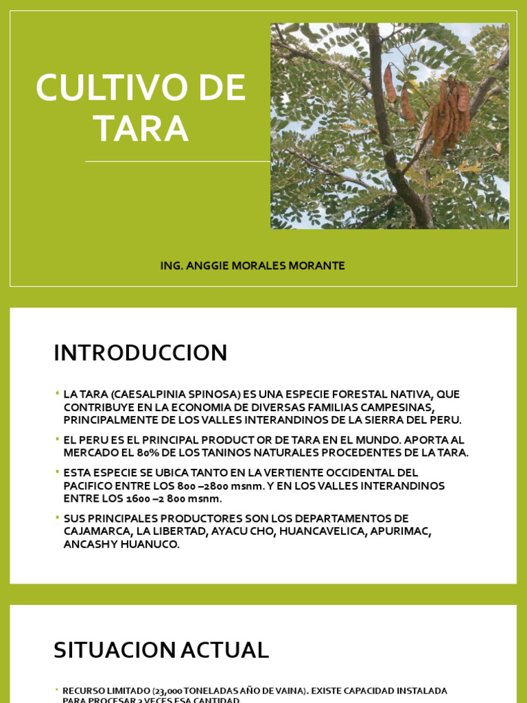 Cultivo de Tara - Morales | PDF | Perú | Agricultura