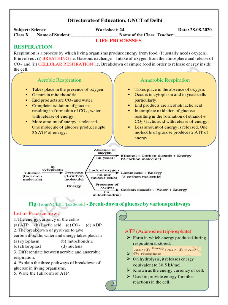 Life Processes: Understanding Respiration | PDF | Cellular Respiration ...