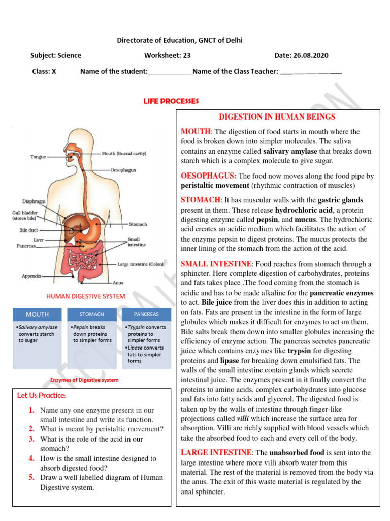 Chapter-5 Life Process Worksheet23 | PDF | Digestion | Stomach