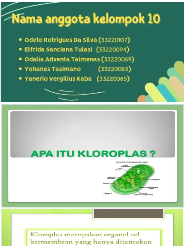 Kloroplas Klompok 10 | PDF