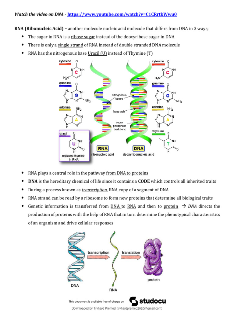 Sbi3u1 Genetics Unit Package 2021 2022 Copy 2 6 5 | PDF