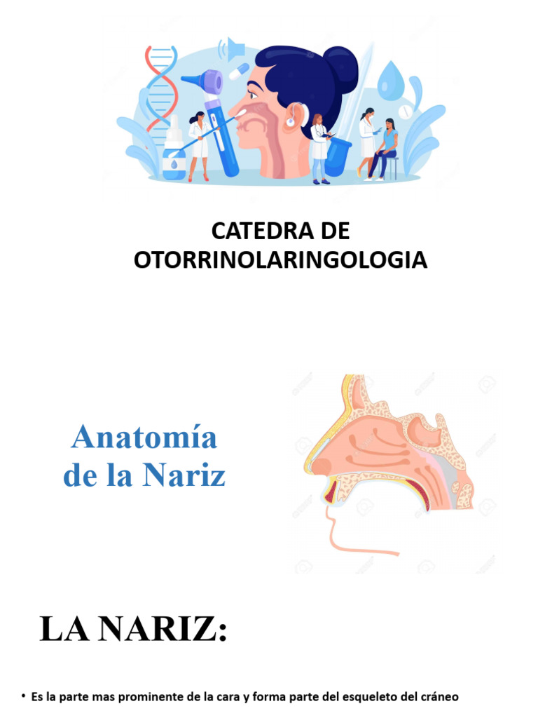 Anatomia de La Nariz | PDF | Nariz humana | Sistema olfativo