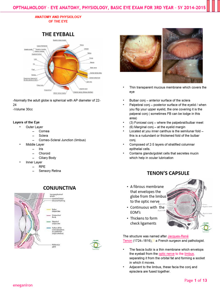 1.1 and 1.2 Eye Anatomy - Examination (Eneganiron) 2 | PDF | Retina ...