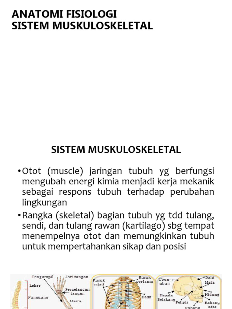 Anatomii dan Fisiologi Sistem Muskuloskeletal | PDF