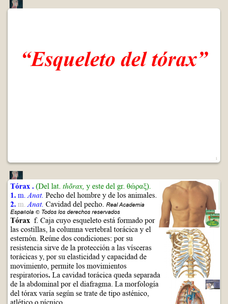 Toraxesqueleto 2020 | PDF | Tórax | Sistema esquelético