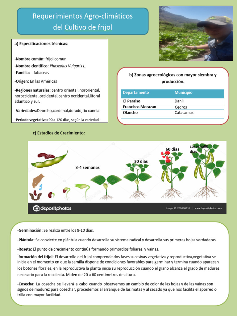 Ficha Tecnica Del Cultivo de Frijol | PDF | Agricultura | Frijol