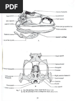 Endoskeleton of Frog (With Diagram) : The Endoskeleton Is Described ...