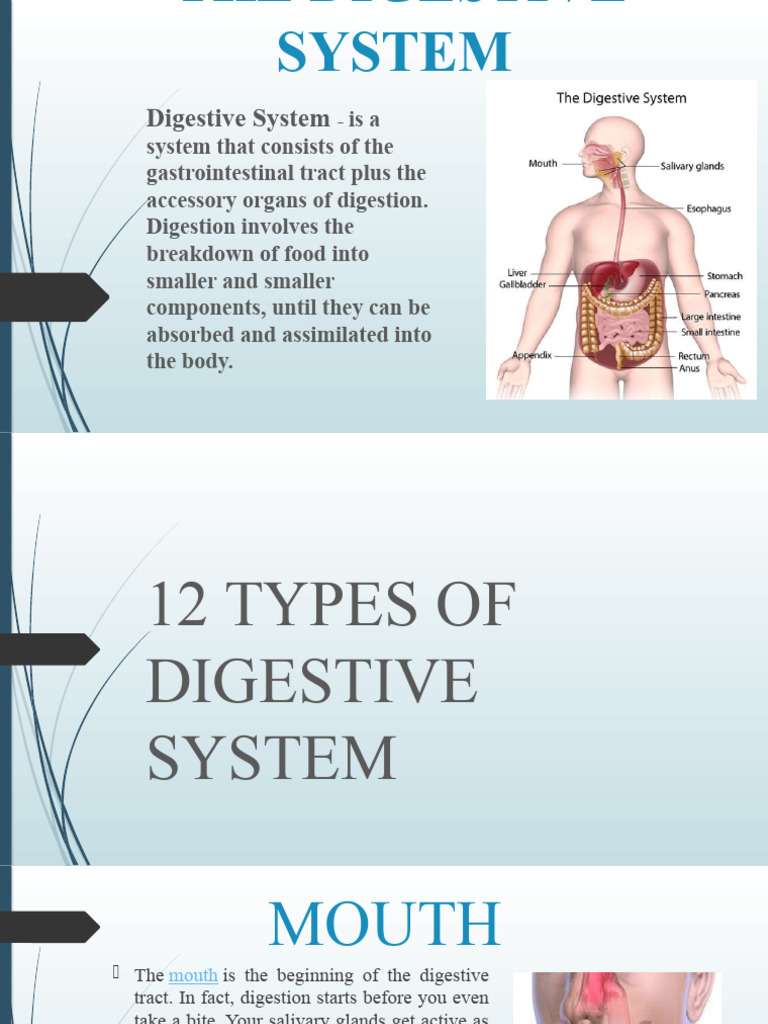 The Digestive System Report | PDF | Human Digestive System | Digestion