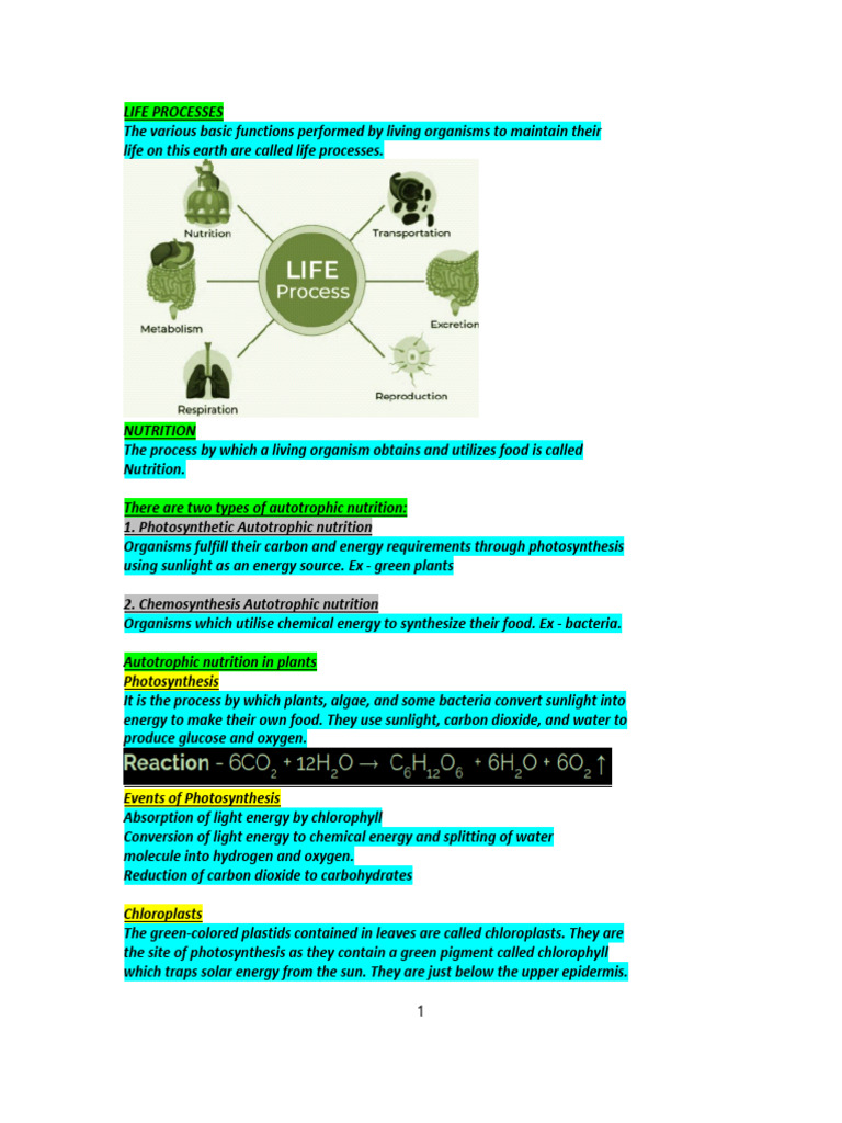Life Processes | PDF | Heart | Digestion