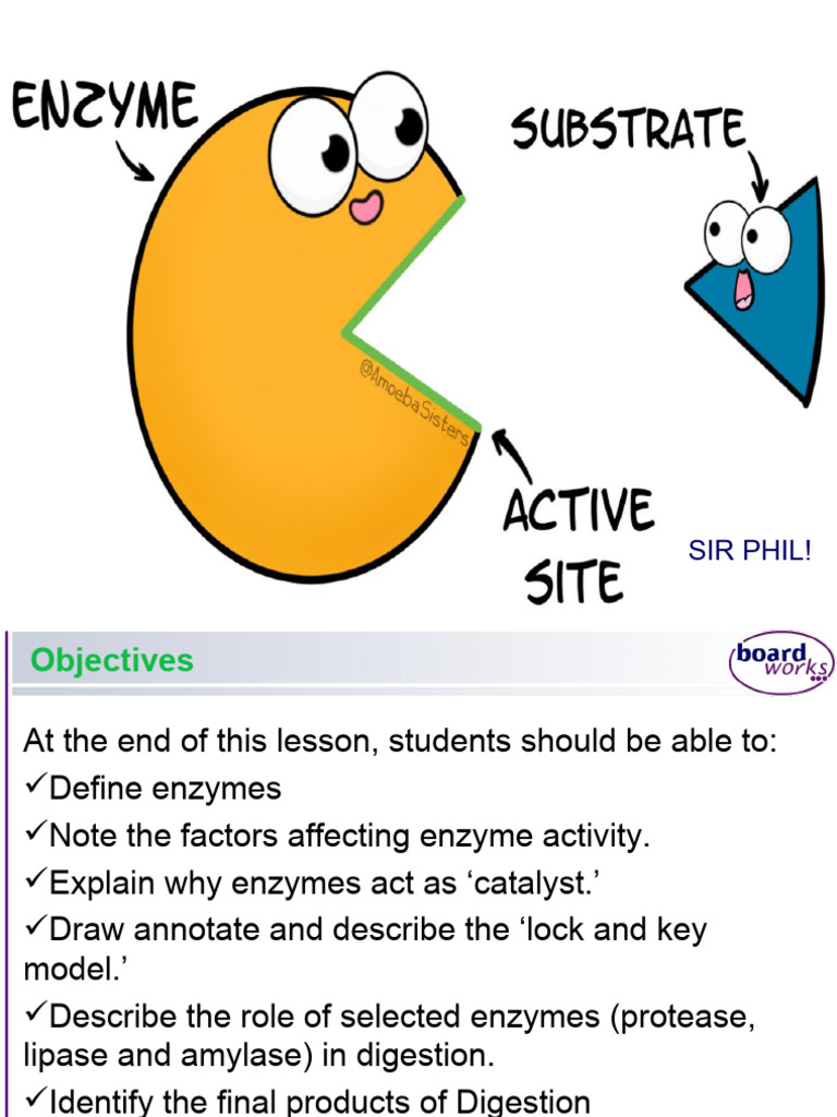 Enzymes - Inte Science - Grade 8 - 10 | PDF | Enzyme | Active Site