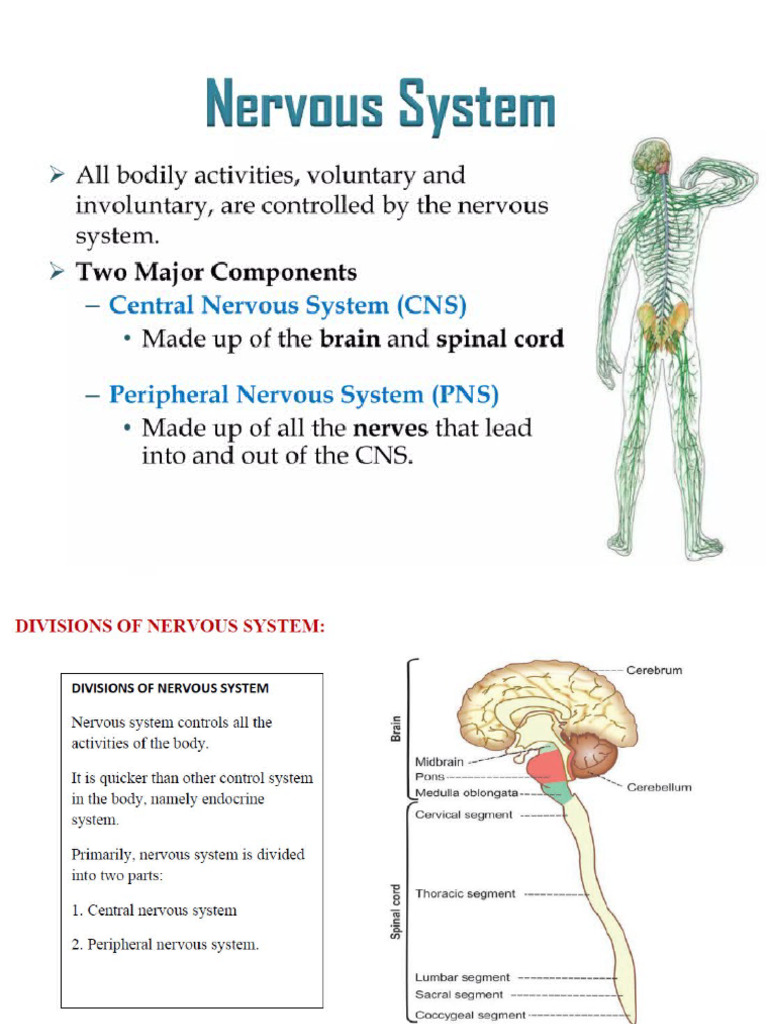 The Nervous System | PDF