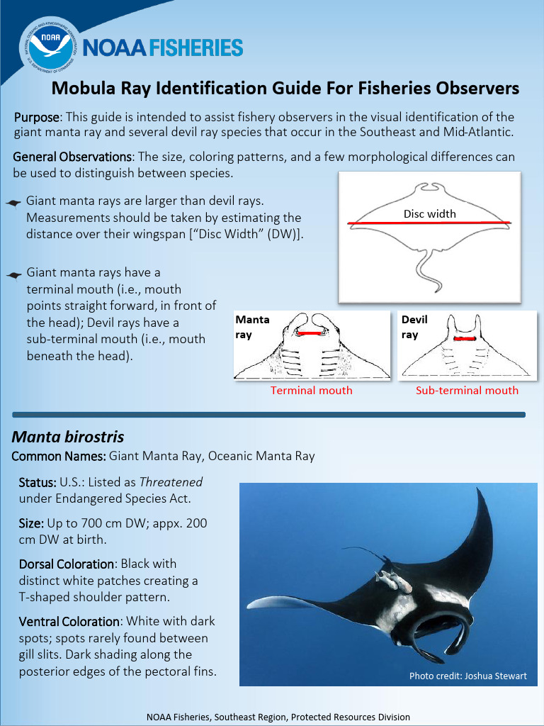 Mobulidae Ray Identification Guide - Final - Corrected | PDF | Fish