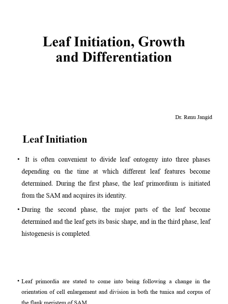 Leaf Growth and Differentiation Insights | PDF | Leaf | Auxin