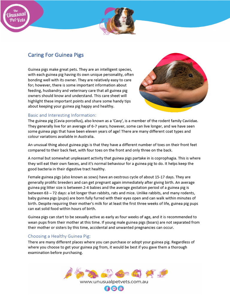 Guinea Pig Care Sheet | PDF | Guinea Pig | Vitamin C