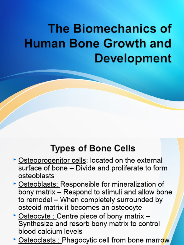 4.bone Growth and Development | PDF | Bone | Stress (Mechanics)