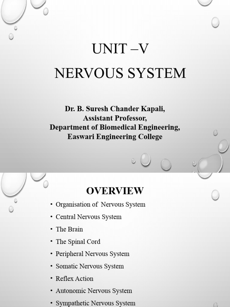Cental Nerves System | PDF | Chemical Synapse | Synapse