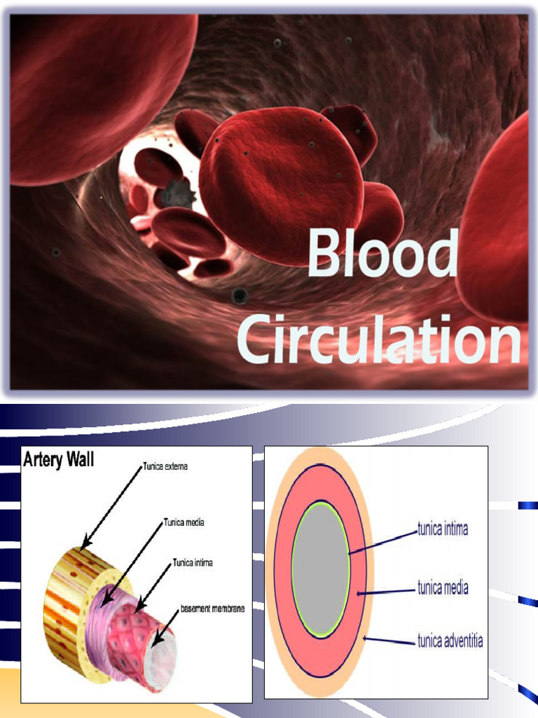 Arteries vs. Veins: Key Differences Explained | PDF