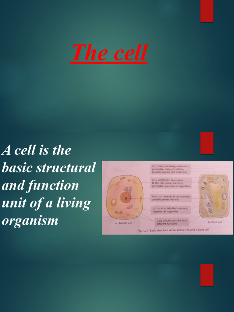 The Cell | PDF | Cell (Biology) | Mitochondrion