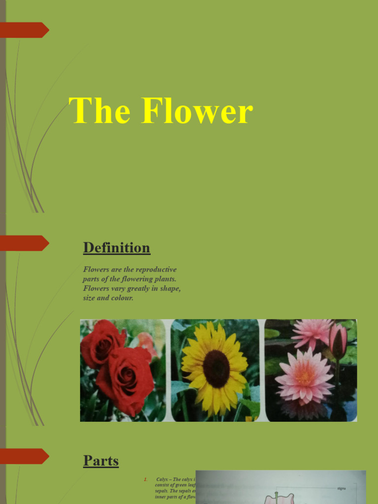 The Flower | PDF