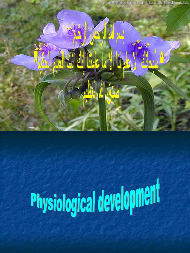 Fruit Ripening | PDF | Cellular Respiration | Fruit