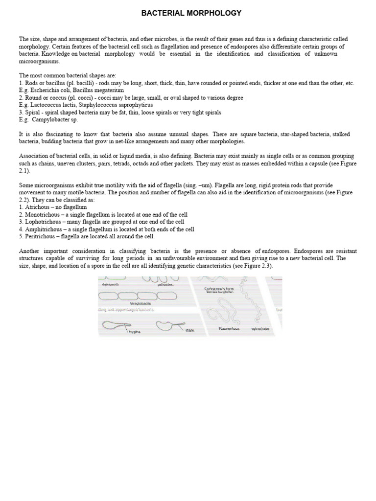 Bacterial Morphology | Download Free PDF | Bacteria | Cell (Biology)