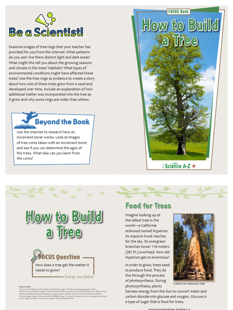How To Build A Tree | PDF | Plant Stem | Root