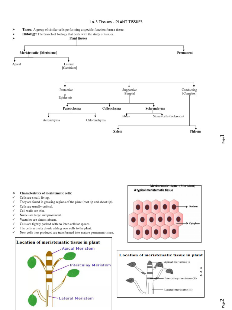 Ln.2 Plant Tissues Notes | PDF | Tissue (Biology) | Plant Stem