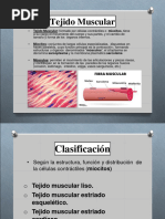 Estructura y función de los miocitos | PDF | Músculo | Biología Celular