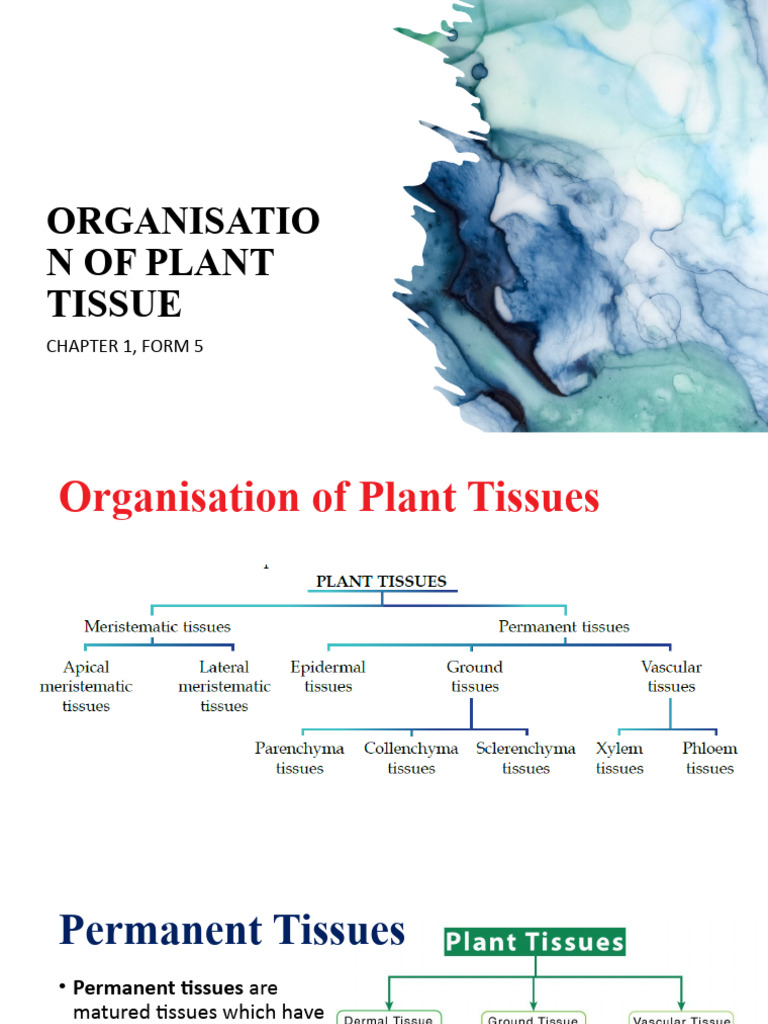 Slide Chapter 1 Bio f5 Organisation of Plant Tissue and Growth | PDF ...