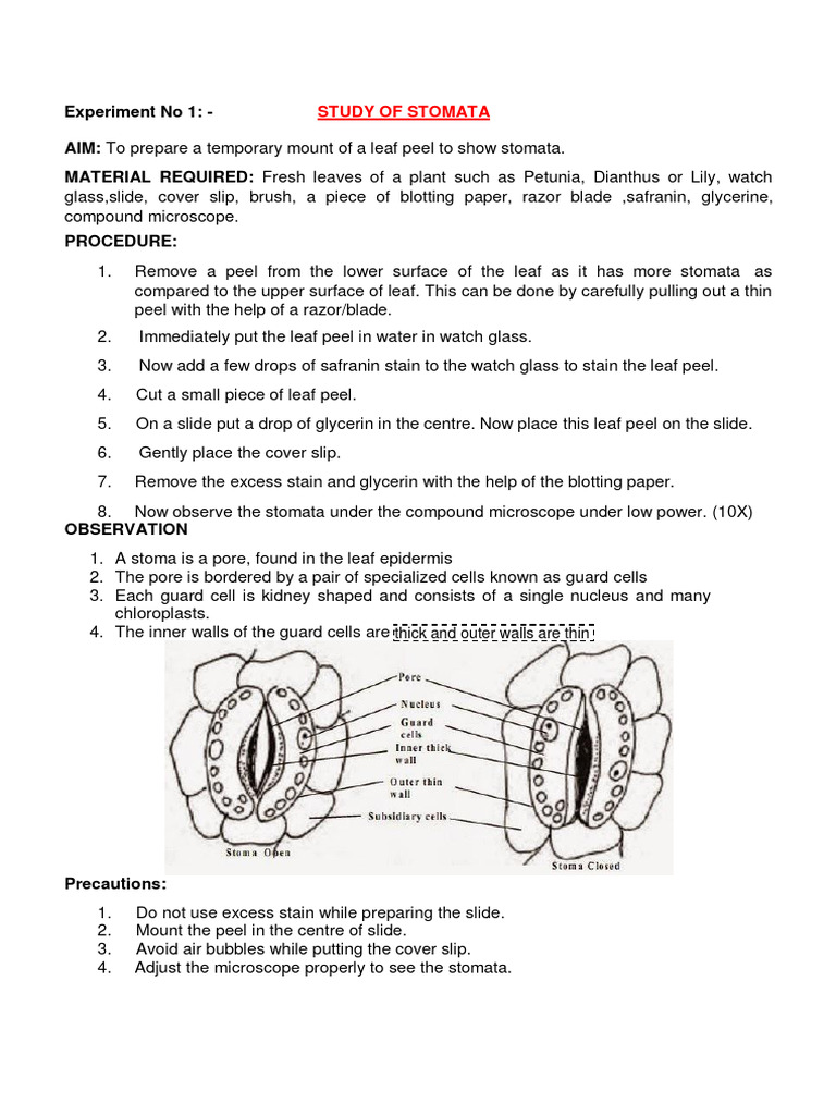 Biology Practicals-Gr10 | PDF | Leaf | Stoma