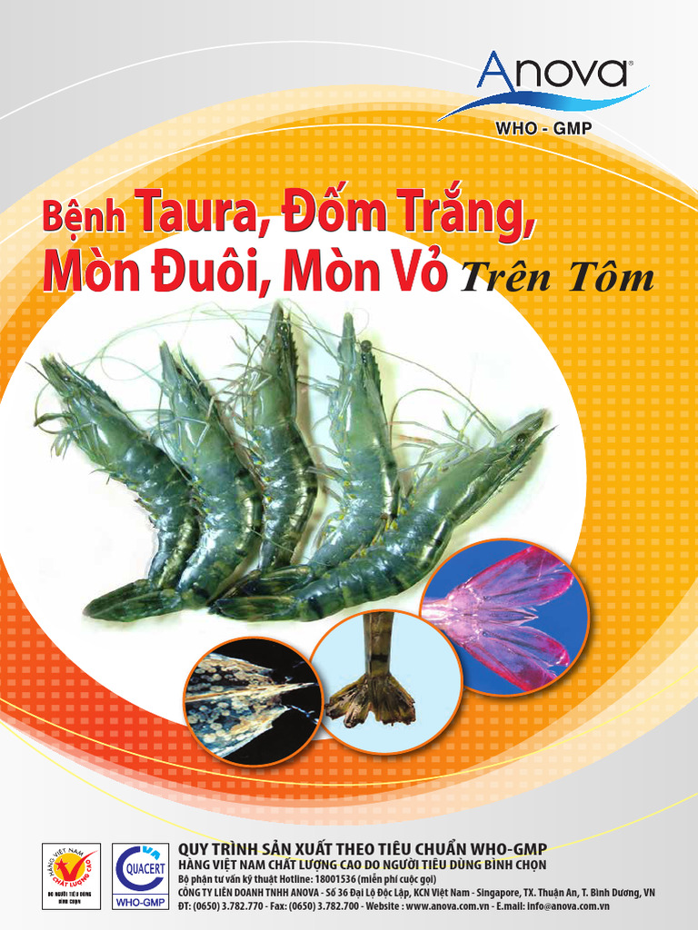 Benh Taura Dom Trang Mon Duoi Mon Vo Tren Tom | PDF