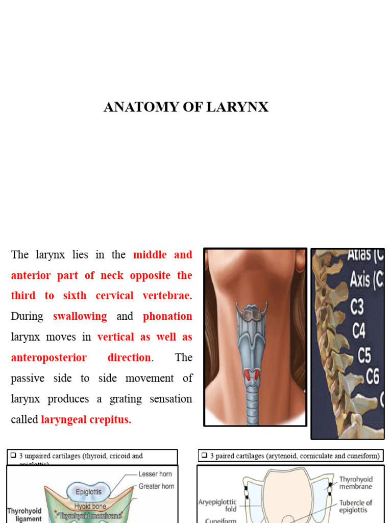 The larynx | PDF | Larynx | Common Carotid Artery