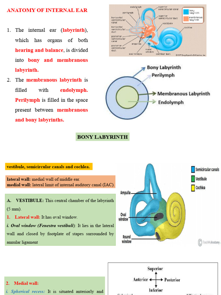 Iner Ear | PDF | Auditory System | Ear