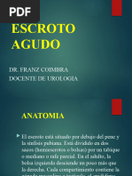 Anatomía del Escroto y Testículos | PDF | Testículo | Especialidades ...