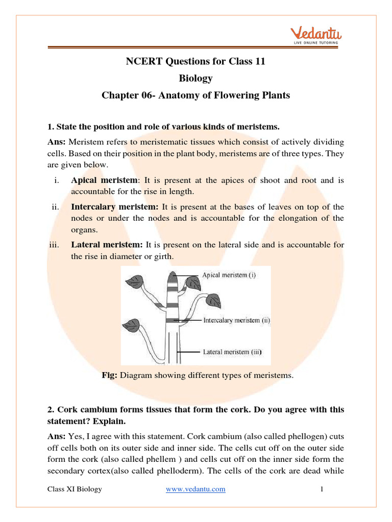 NCERT Solutions for Class 11 Biology Chapter 6 _Anatomy Of Flowering ...