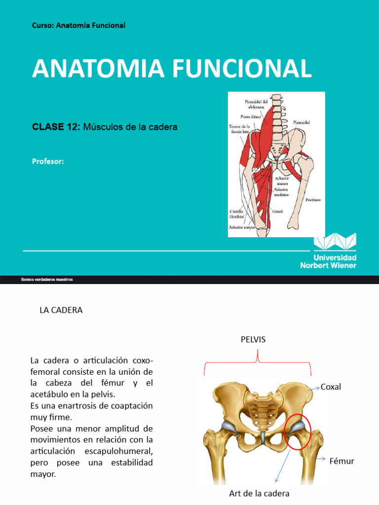 Anatomía de la Cadera y Sus Músculos | PDF | Pelvis | Sistema ...