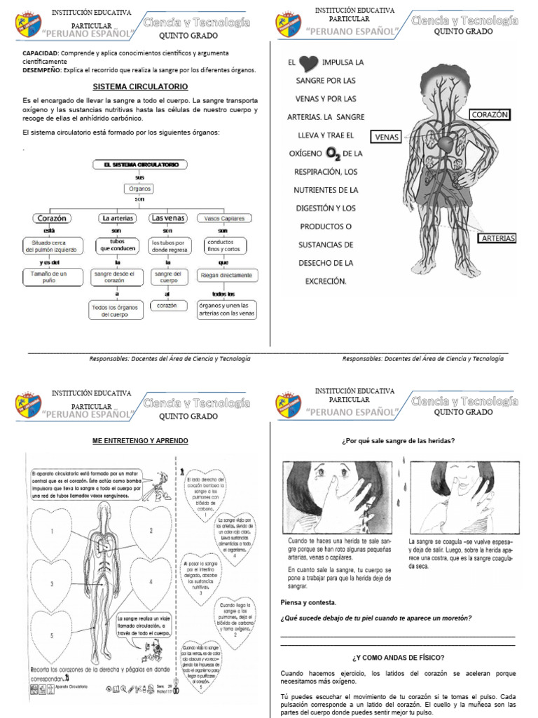 Ficha Sistema Circulatorio - Quinto | PDF | Sistema circulatorio | Legumbres
