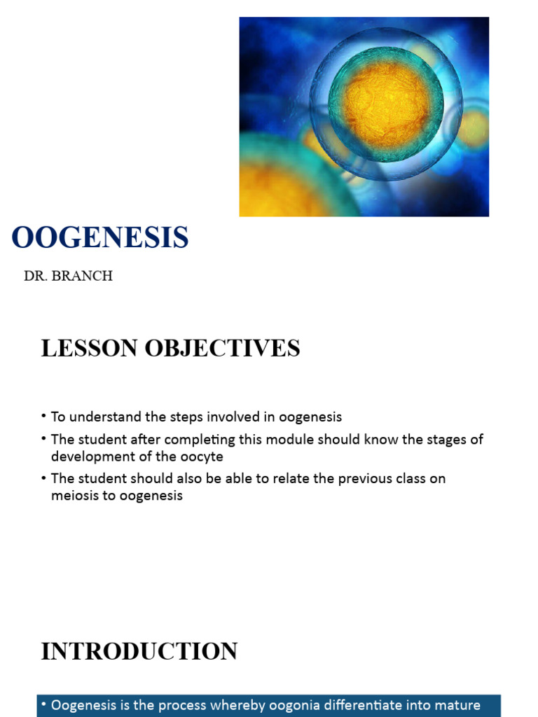 4. Oogenesis | PDF | Meiosis | Sex