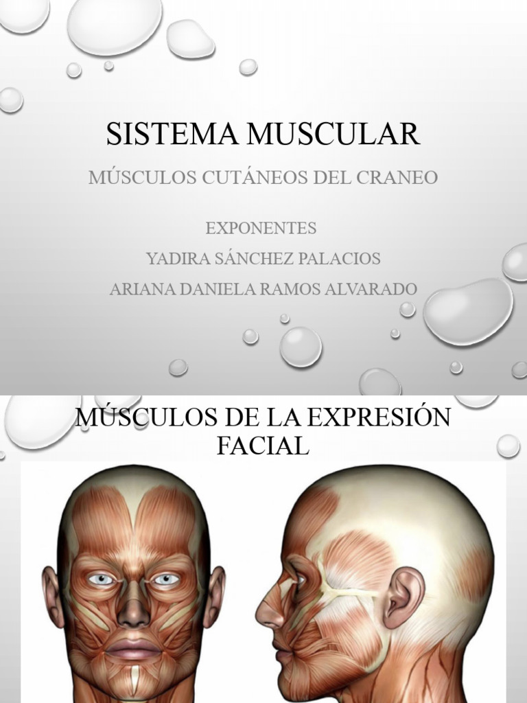 musculos faciales | Descargar gratis PDF | Tejido suave | Cara