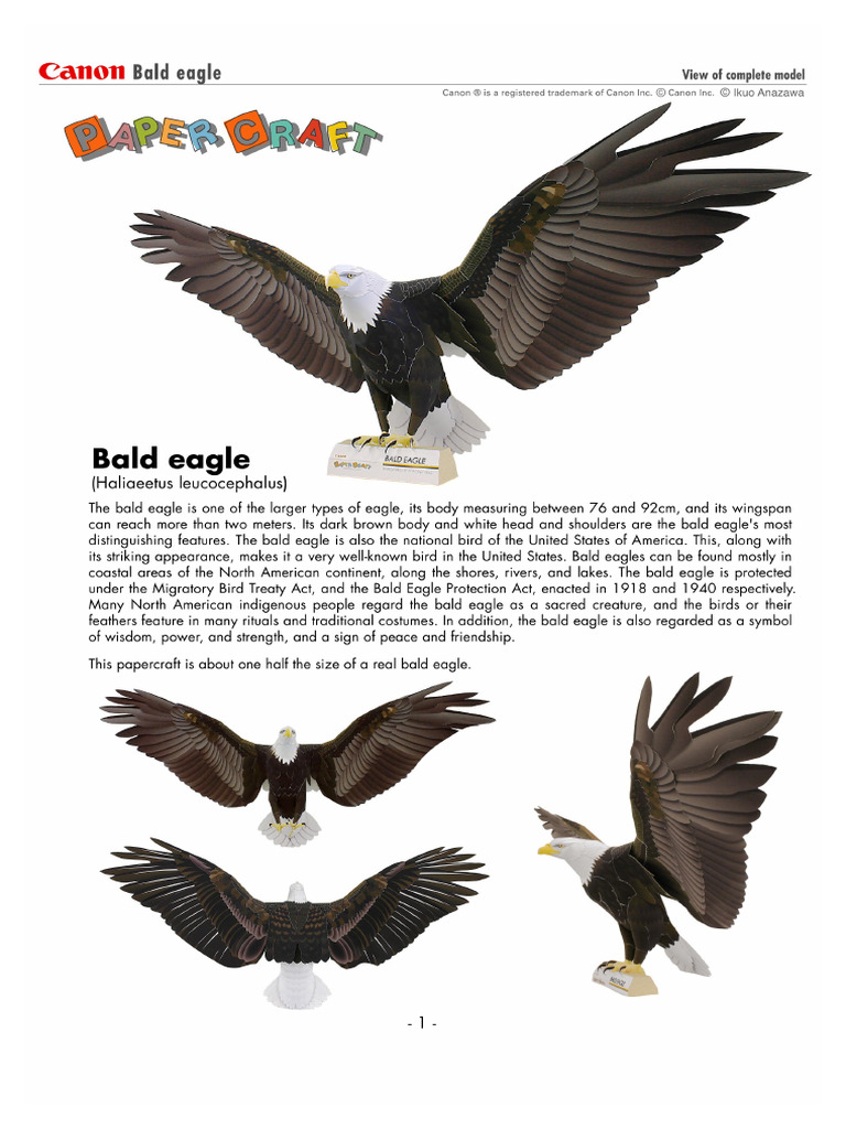 Bald Eagle | PDF