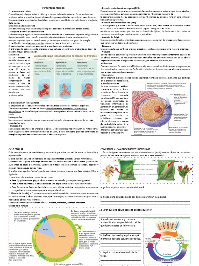 4° CyT ESTRUCTURA CELULAR | PDF | Mitosis | Ciclo celular