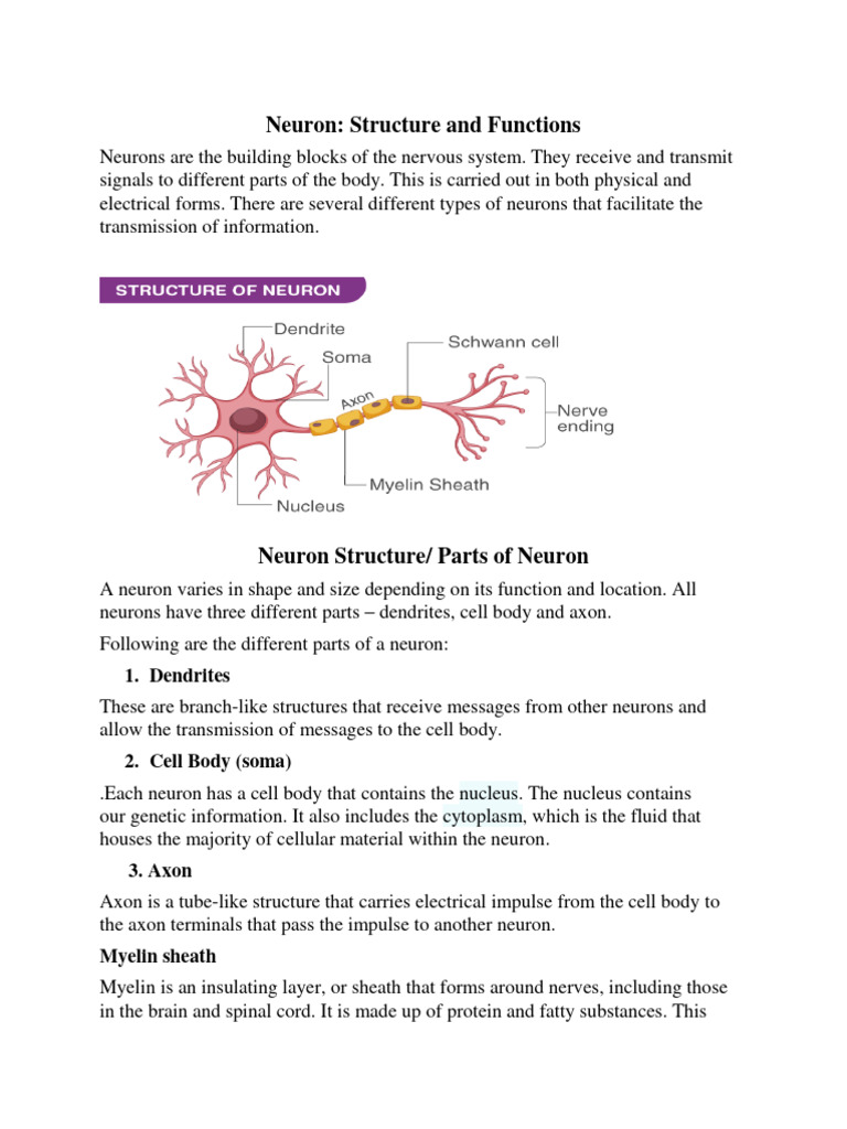 Chapter 3 Biological Basis of Behavior, Structure of Neurons and ...
