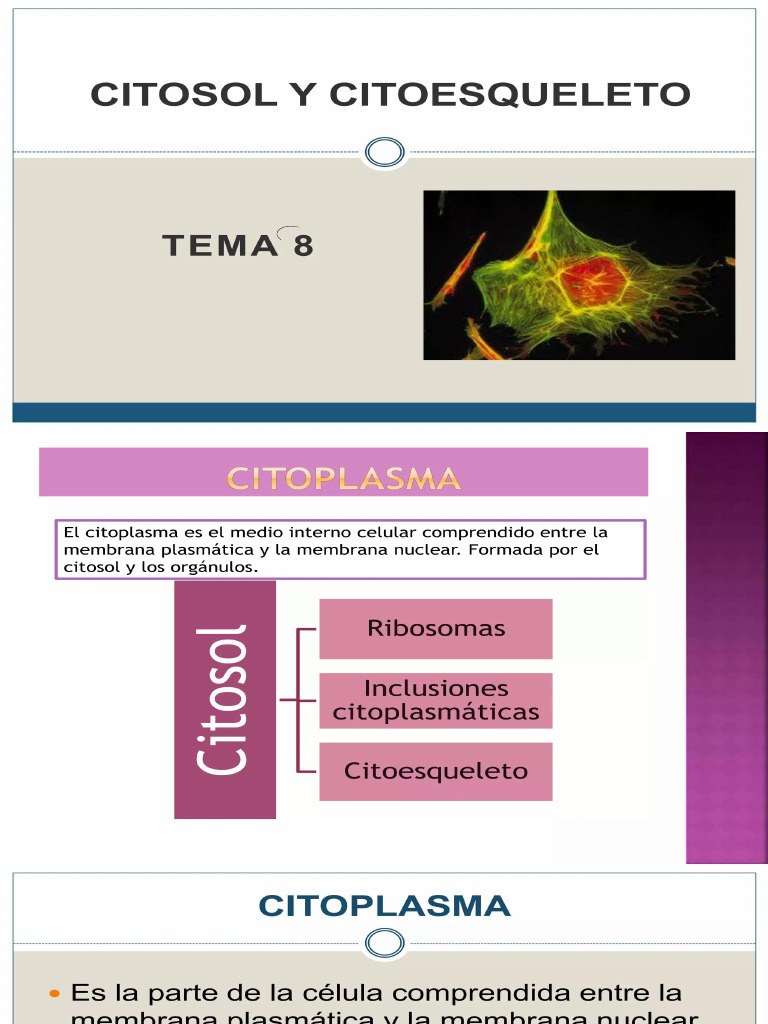 Citosol y Cito Esqueleto | PDF