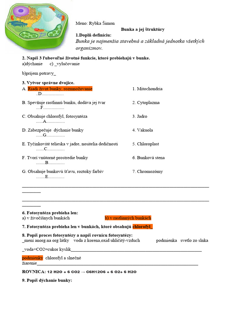 Bunka Opakovanie | PDF