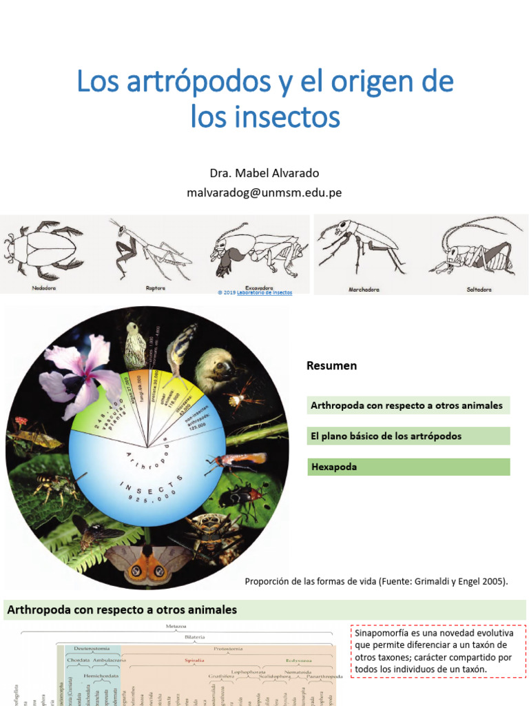 Artrópodos: Origen y Estructura Insectos | PDF | Hexapoda | Artrópodos