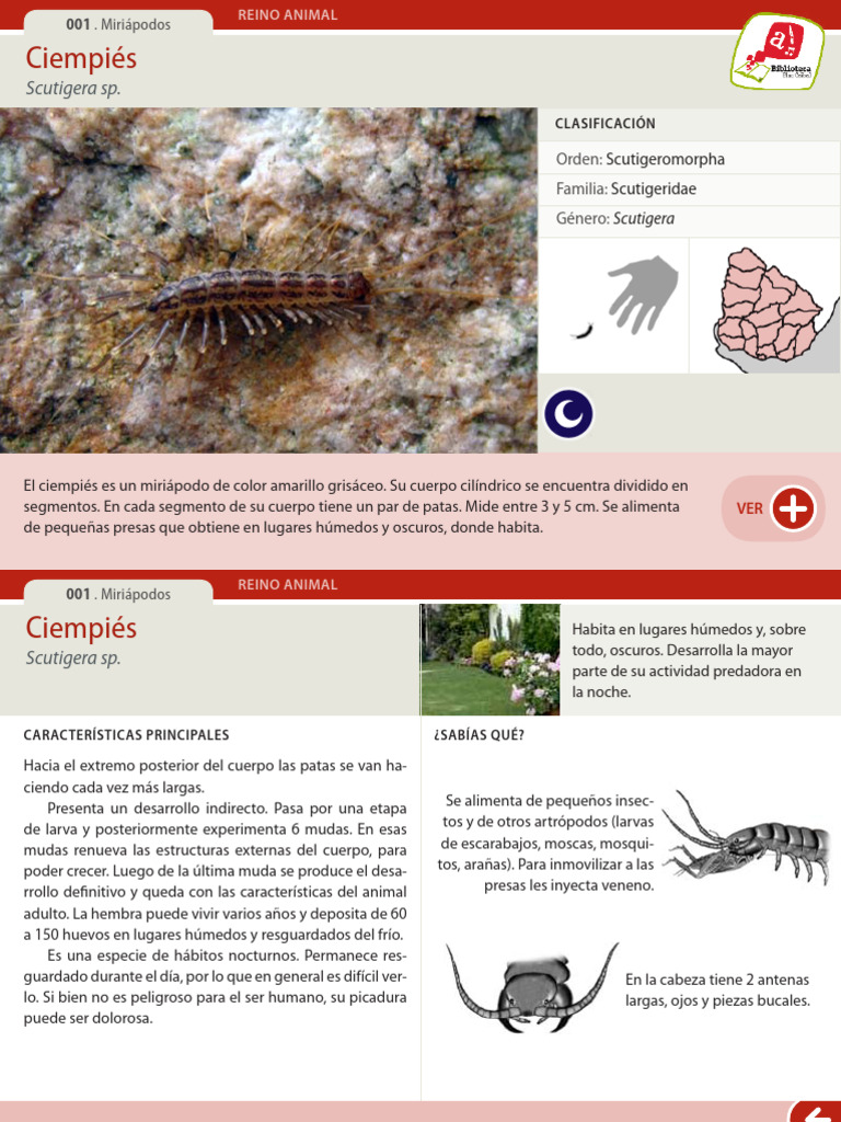 Características del ciempiés Scutigera | PDF
