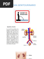 Anatomía de la cápsula renal | PDF | Riñón | Vejiga urinaria