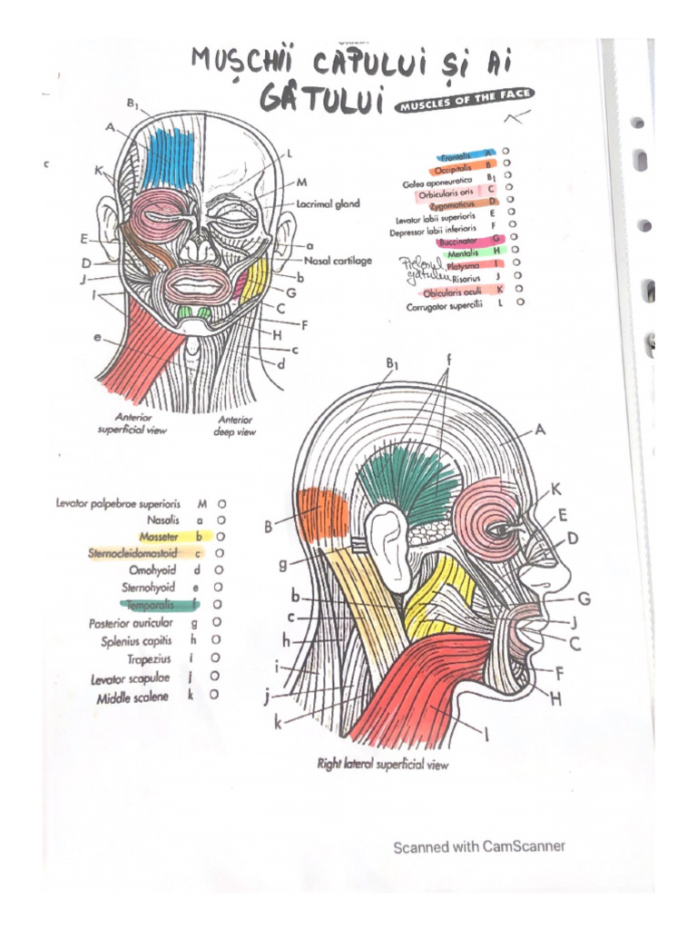 Muscles of the Face | PDF