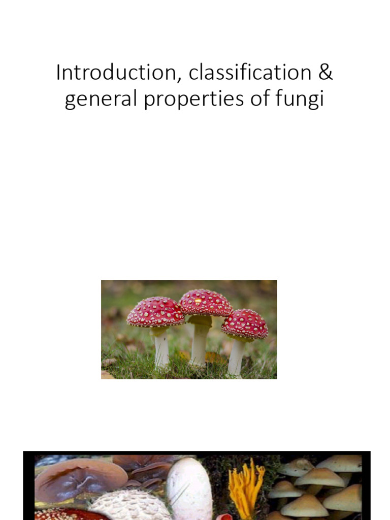 Fungi | PDF | Fungus | Sexual Reproduction
