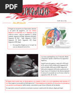 Eco Doppler Hepato Portal | PDF | Hígado | Vena